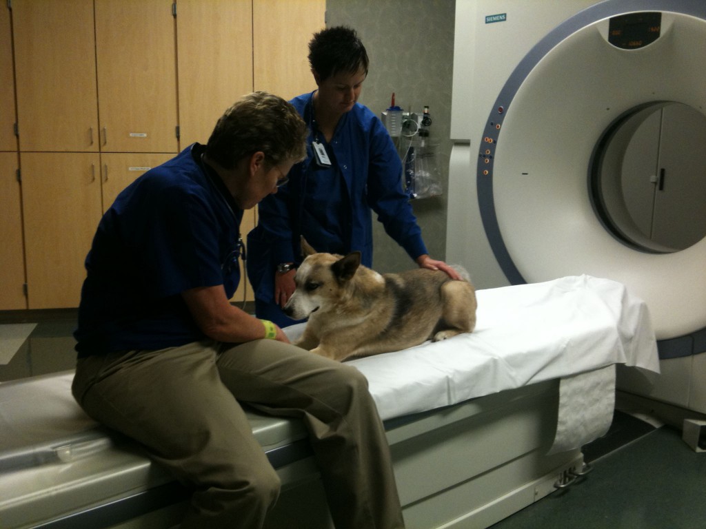 Cat Scan for a Dog - StinkyPup Kennel