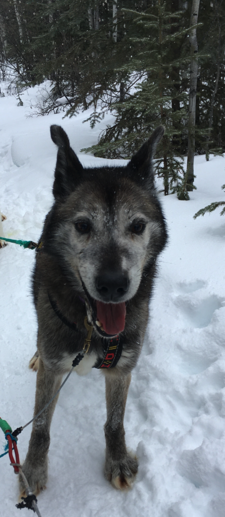 Chaos - StinkyPup Kennel