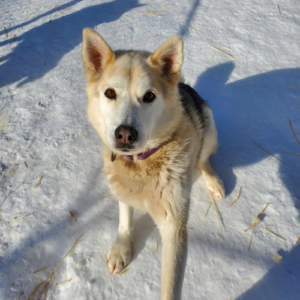 Ted - StinkyPup Kennel